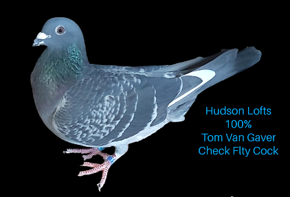 Stock Birds | Northern Gold Coast | Hudson Lofts